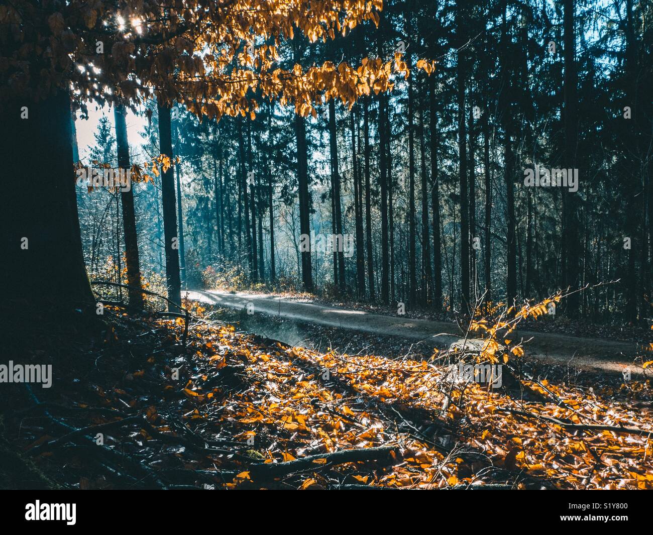 Sunny morning walk Stock Photo - Alamy
