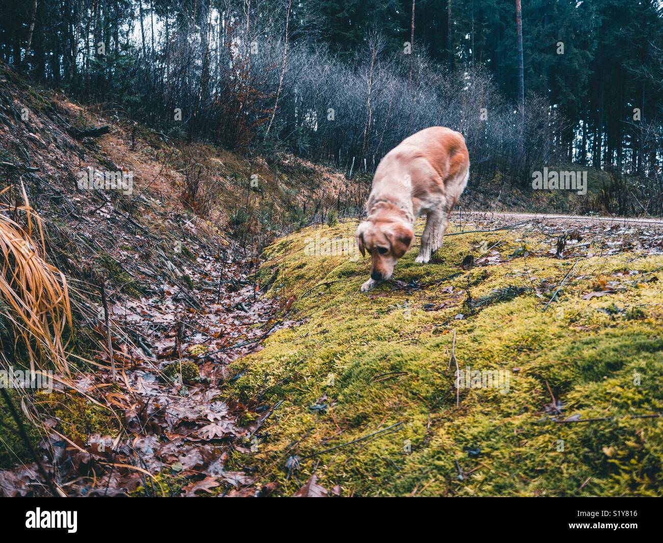 Sniffing moss hi-res stock photography and images - Alamy