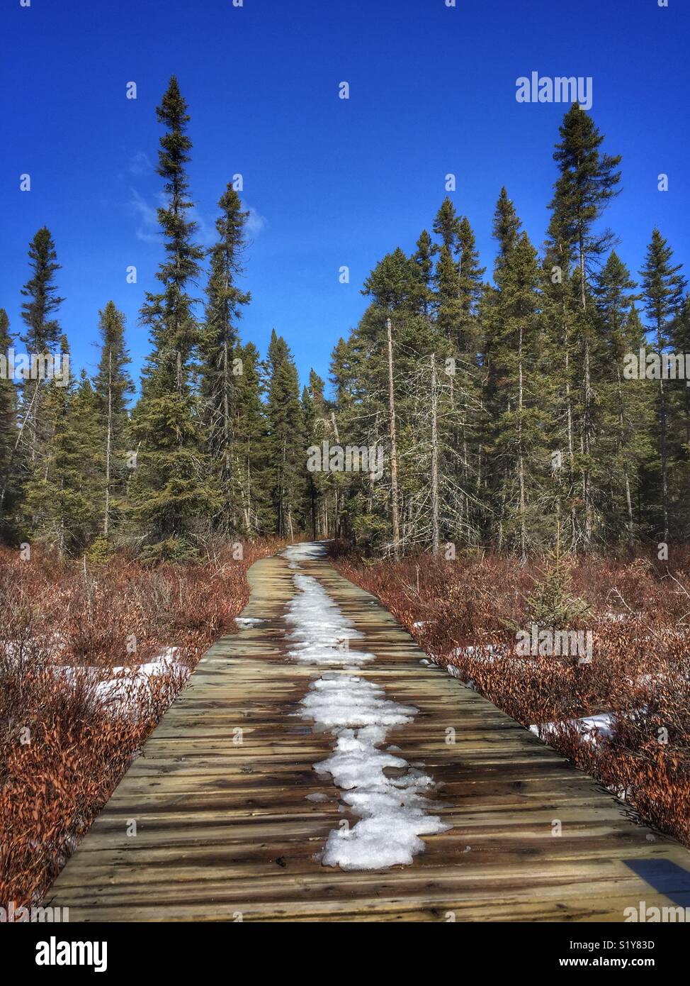 Spruce bog boardwalk hi-res stock photography and images - Alamy