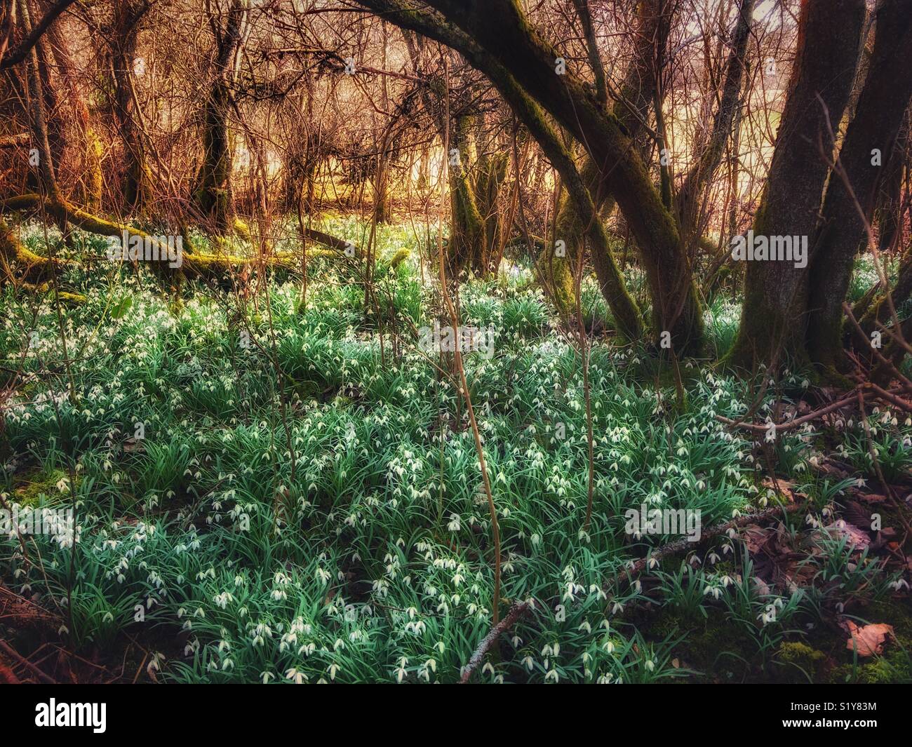 Park walk snowdrops hi-res stock photography and images - Alamy