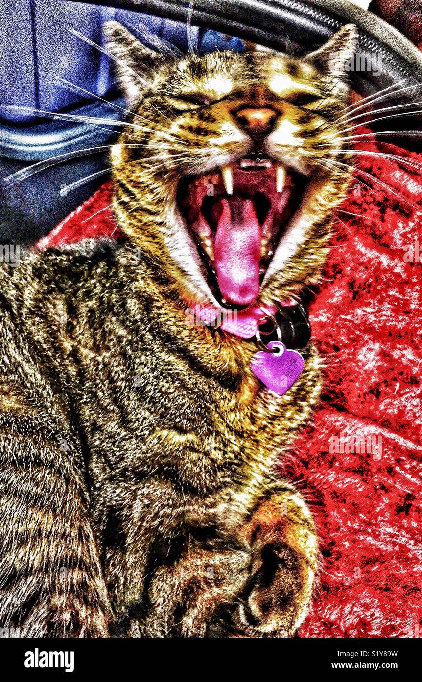 Brown tabby cat yawning with teeth bared Stock Photo - Alamy