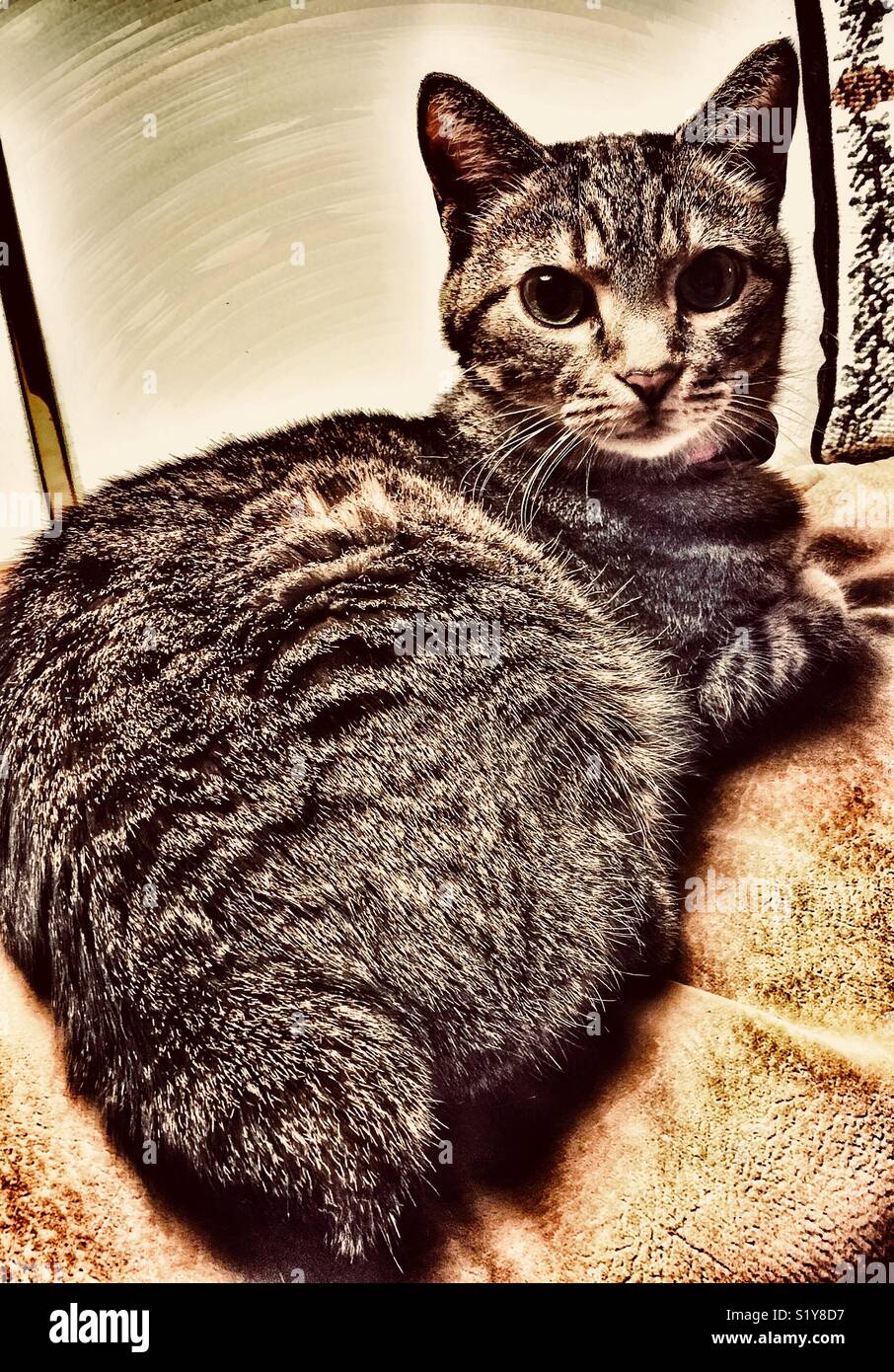 Bobtail tabby cat with dramatic lighting effect Stock Photo - Alamy