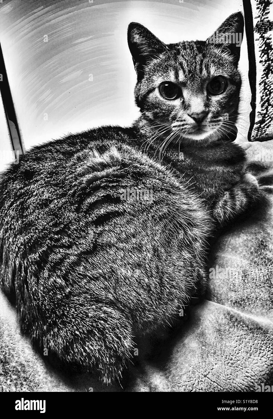 Light halo effect Black and White Stock Photos & Images - Alamy