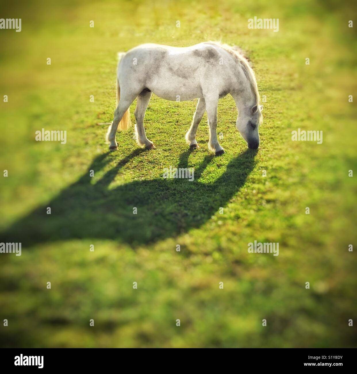 A white horse casting a shadow Stock Photo - Alamy