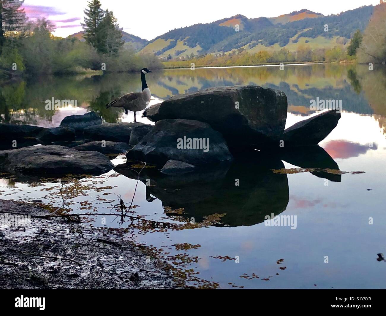 Canadian goose lake hi-res stock photography and images - Alamy