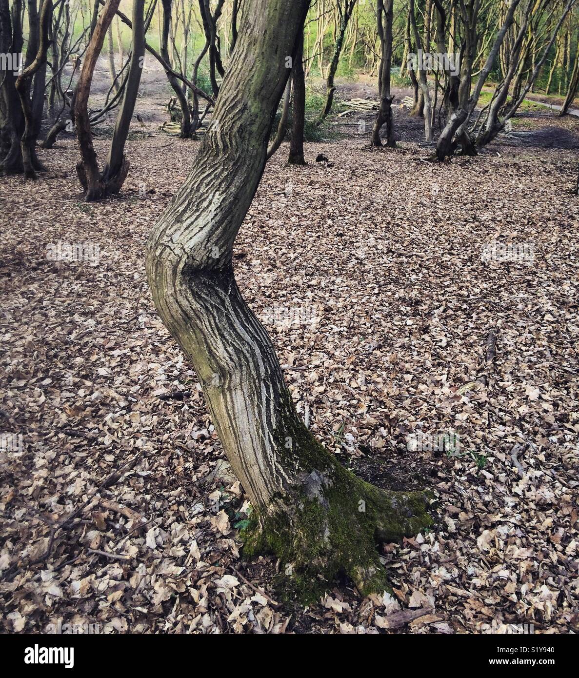 Bendy Stock Photos & Bendy Stock Images - Alamy