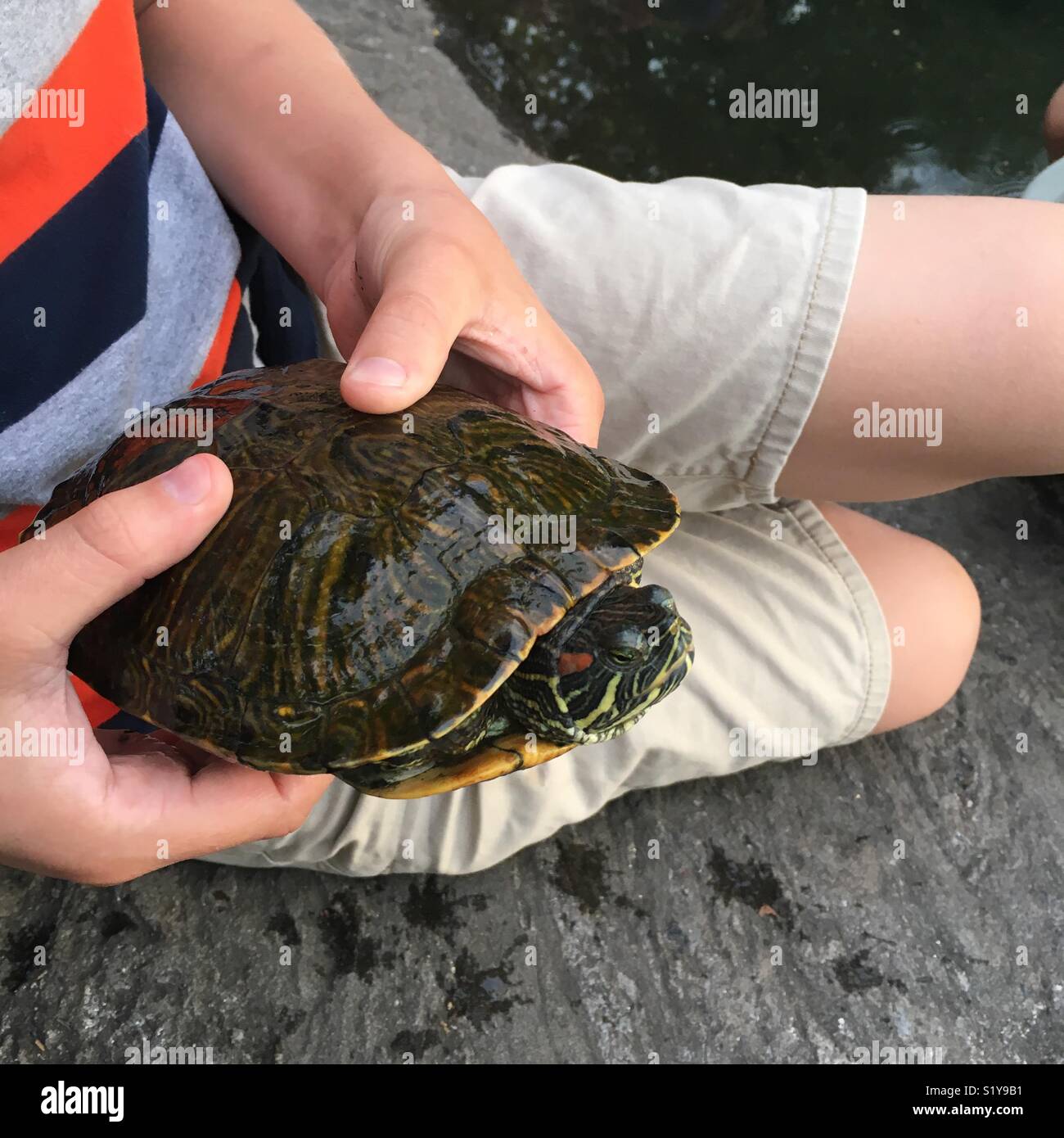 Red eared terrapin hi-res stock photography and images - Alamy