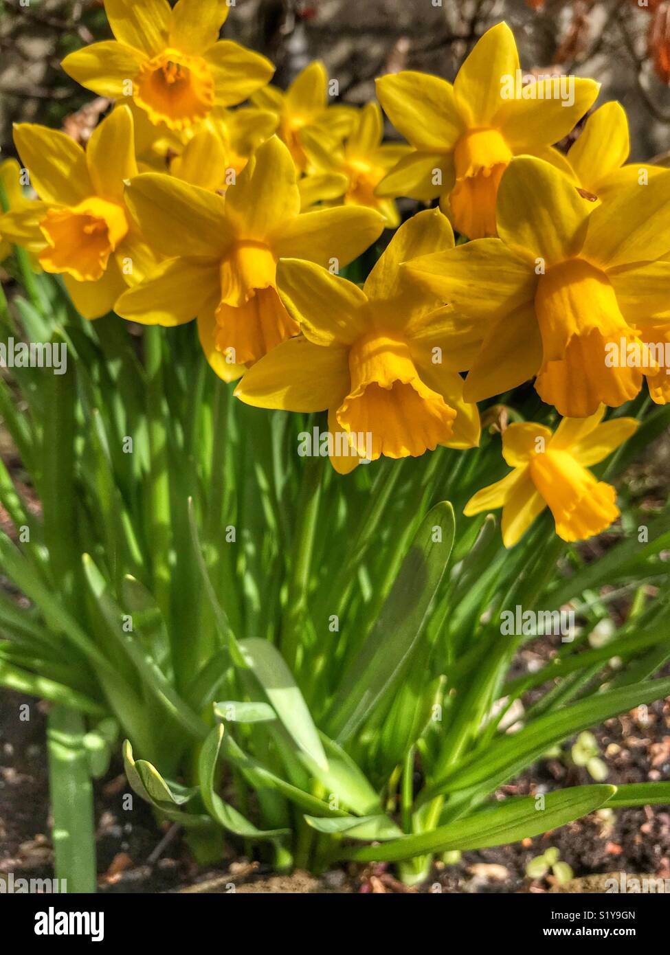Daffodils in Spring Stock Photo - Alamy