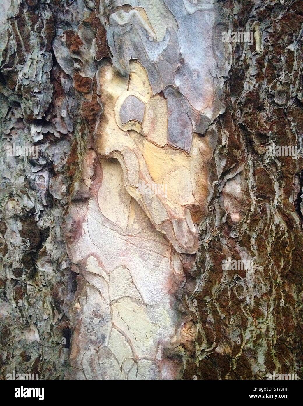 Flake of bark hi-res stock photography and images - Alamy