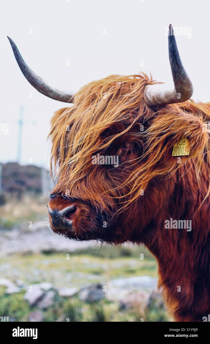 Highland cow windy hi-res stock photography and images - Alamy