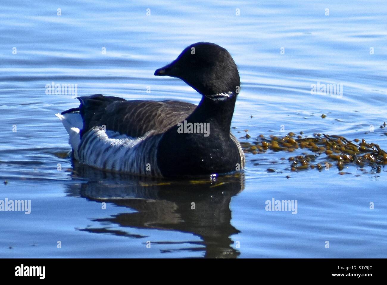 Brant bird hi-res stock photography and images - Alamy
