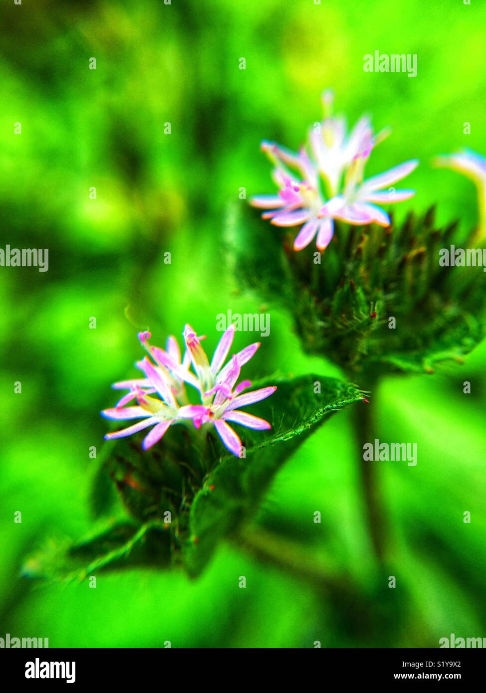 Pink wild flowers hi-res stock photography and images - Alamy
