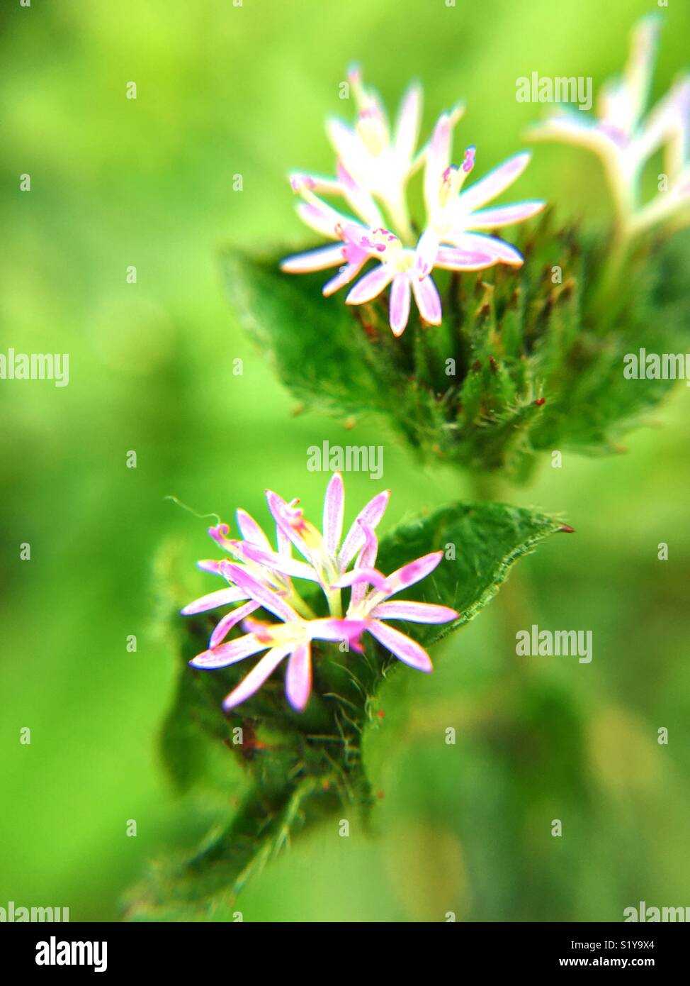 Spring flowers by roadside hi-res stock photography and images - Alamy