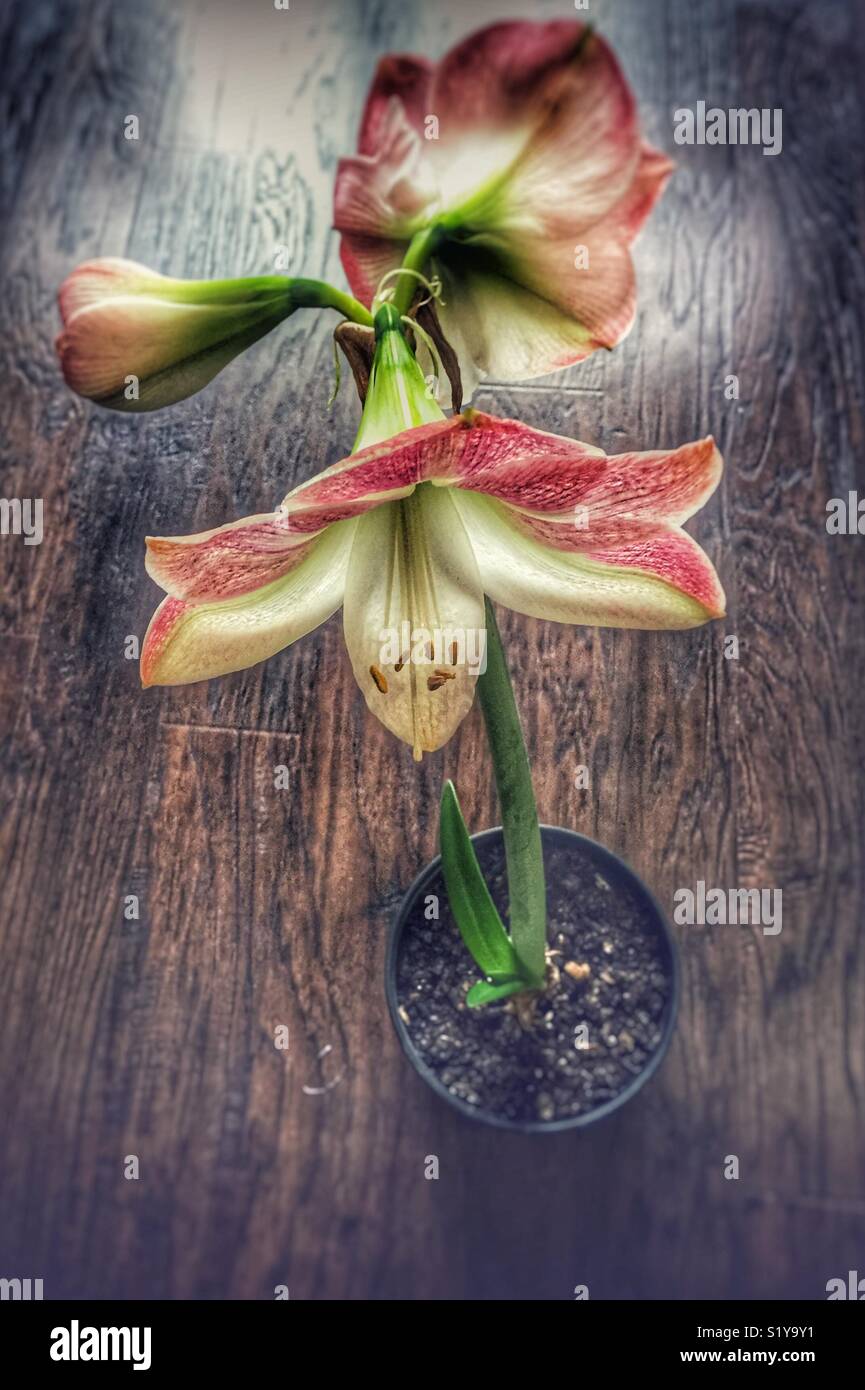 Amaryllis pot hi-res stock photography and images - Alamy