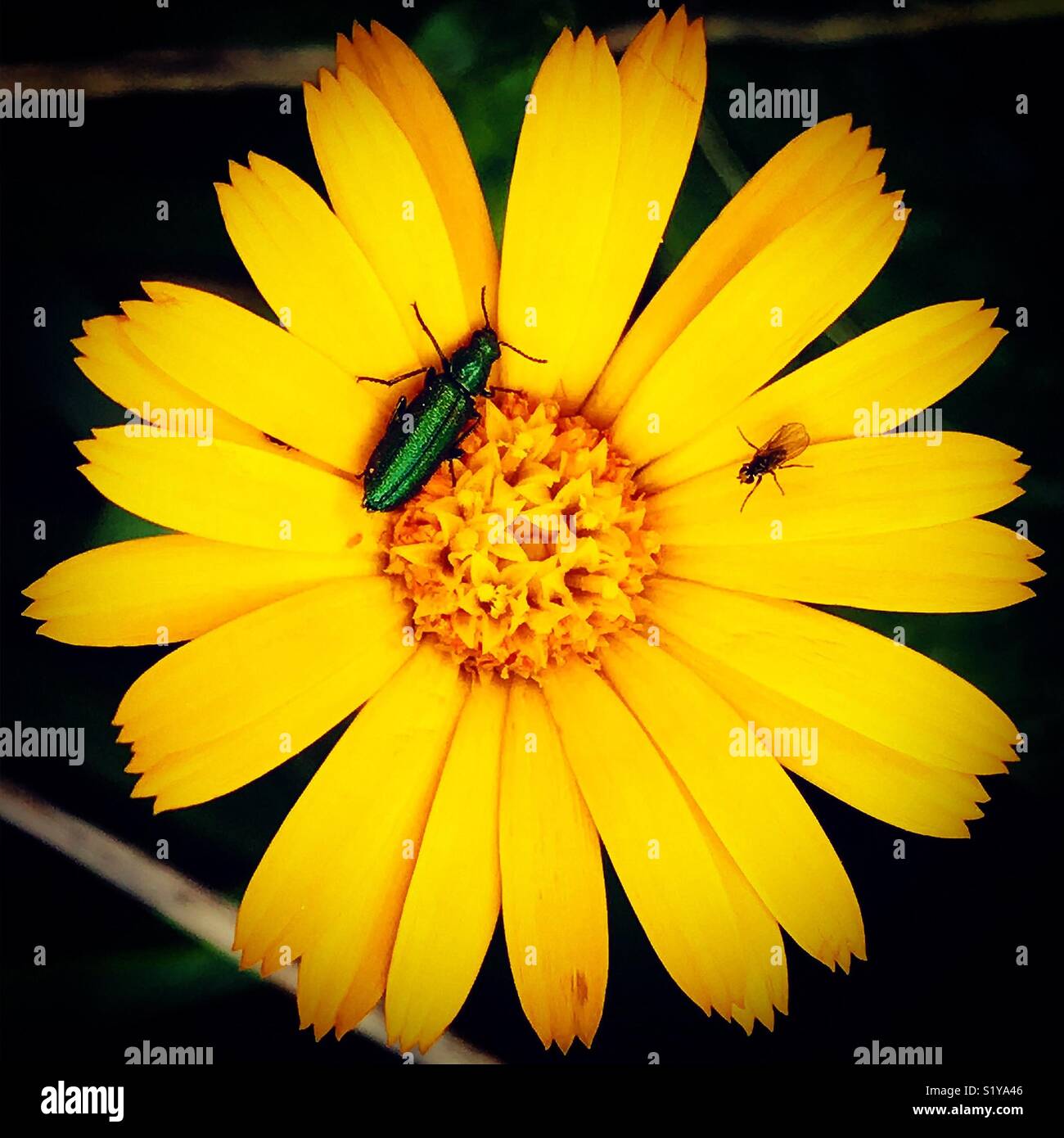 A green bug and a fly perch in a yellow daisy in Prado del Rey, Sierra ...