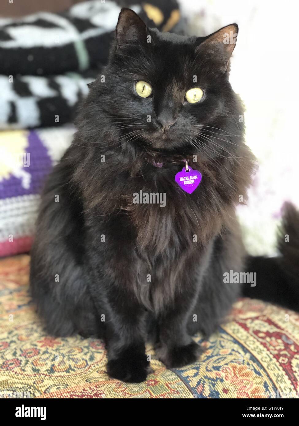 Curious Hazel Rain Stock Photo - Alamy