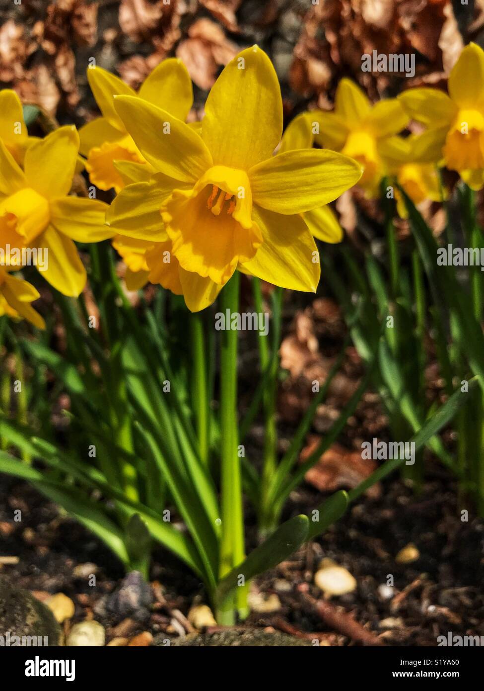 Daffodils in bloom, sign of Spring Stock Photo - Alamy