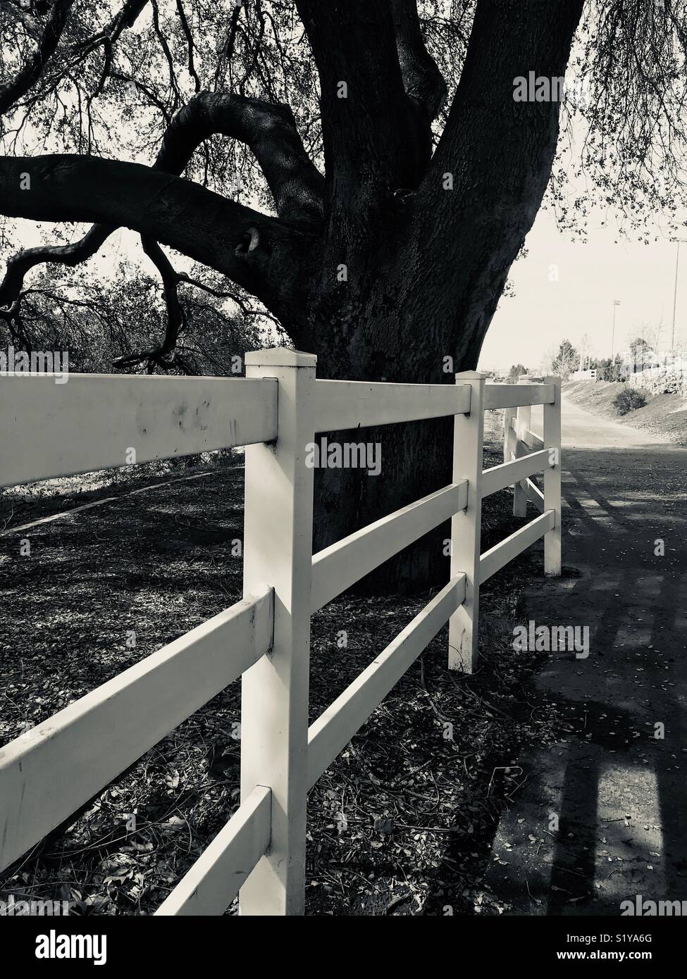 Big oak tree hi-res stock photography and images - Alamy