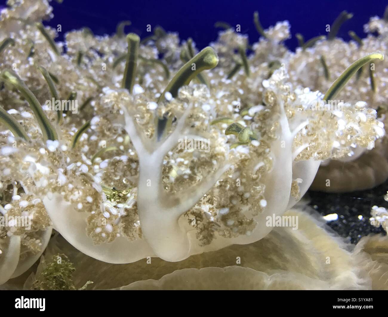 Cassiopea jellyfish hi-res stock photography and images - Alamy