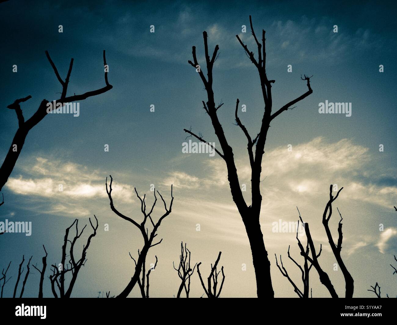 Branches of trees in Barcelona’s province, Catalonia Stock Photo - Alamy