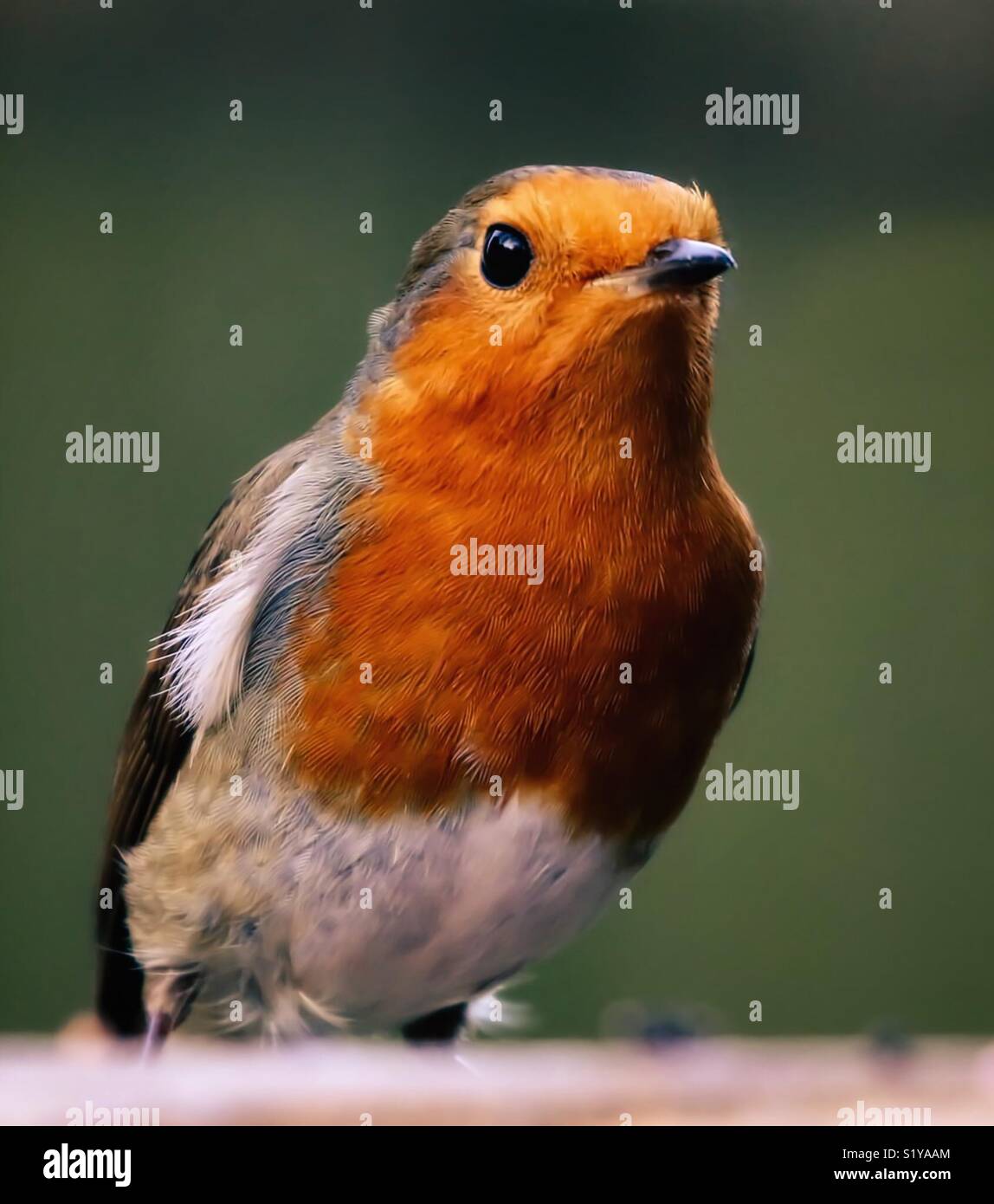 Robin posing hi-res stock photography and images - Alamy