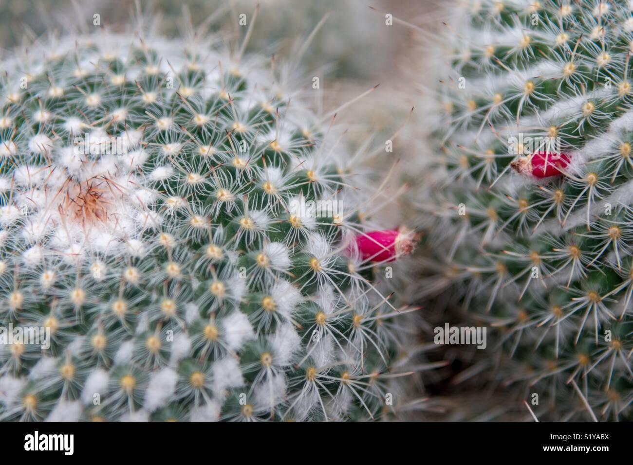 Cactus Spiral High Resolution Stock Photography and Images - Alamy