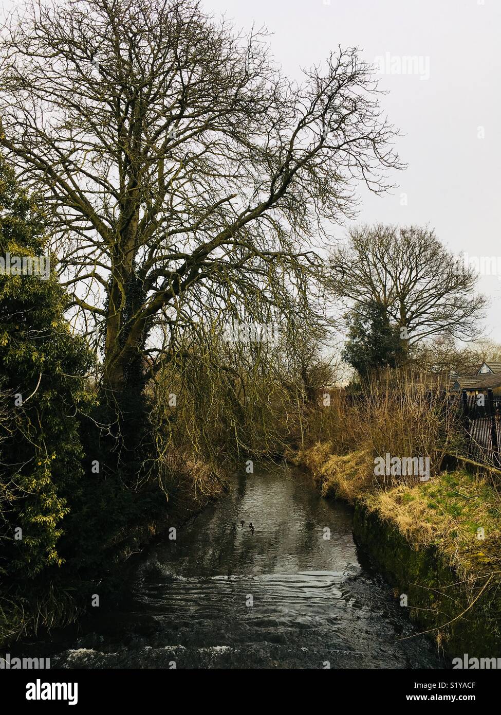 Trees overhanging a river hi-res stock photography and images - Alamy