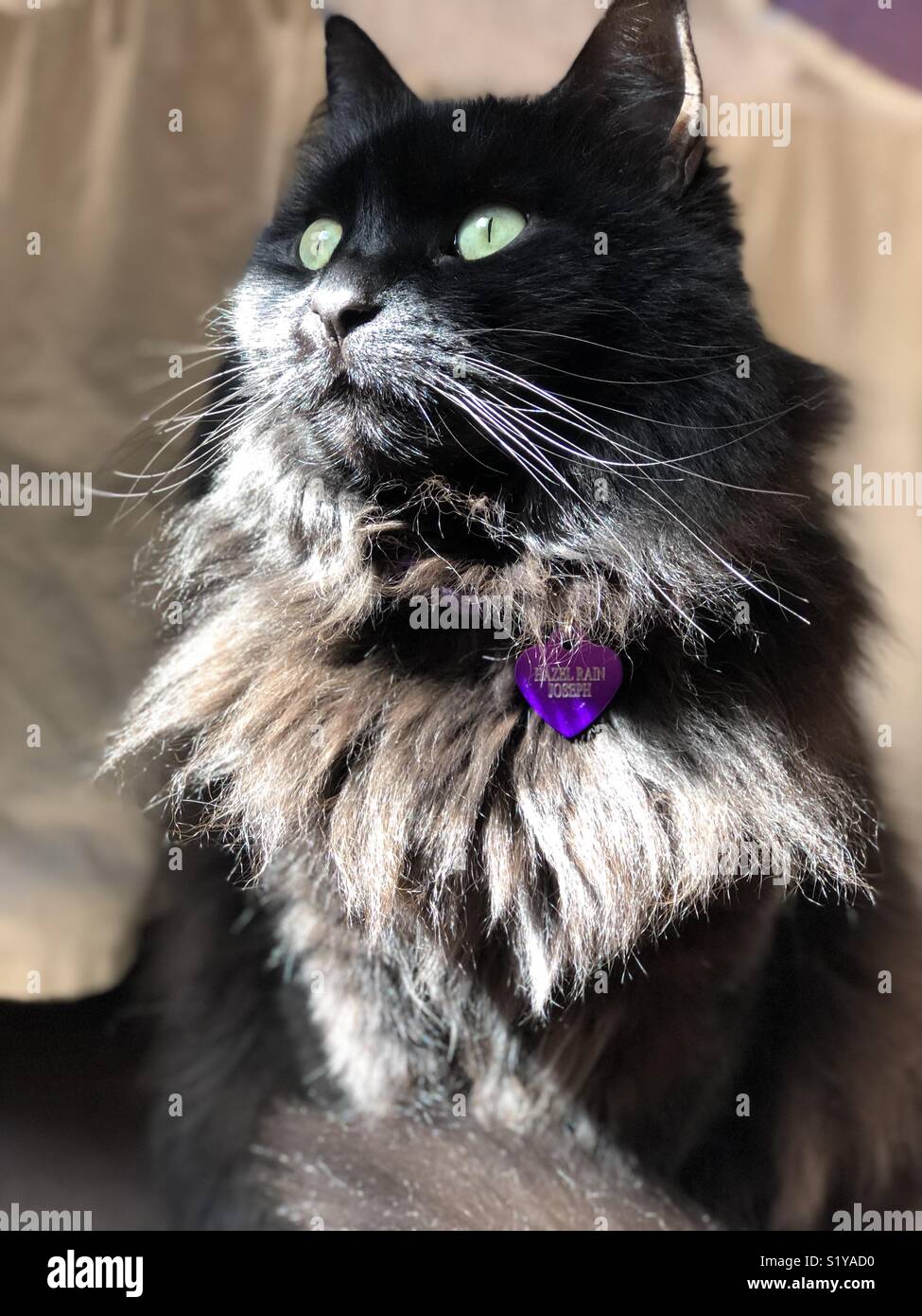 Hazel family hi-res stock photography and images - Alamy