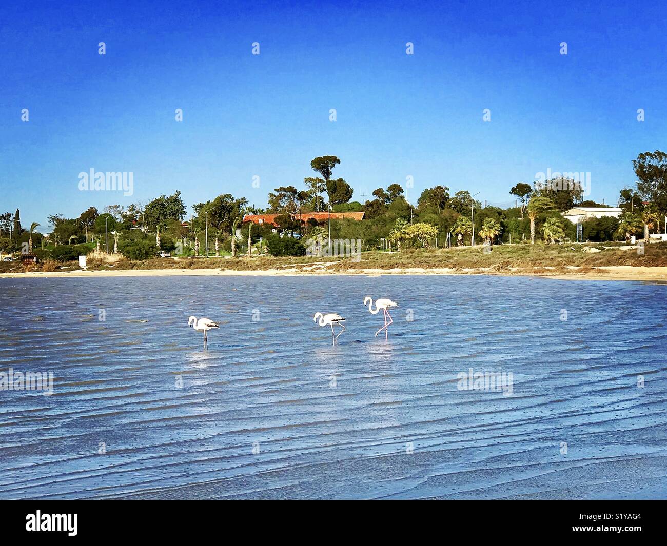 Larnaca flamingos hi-res stock photography and images - Alamy