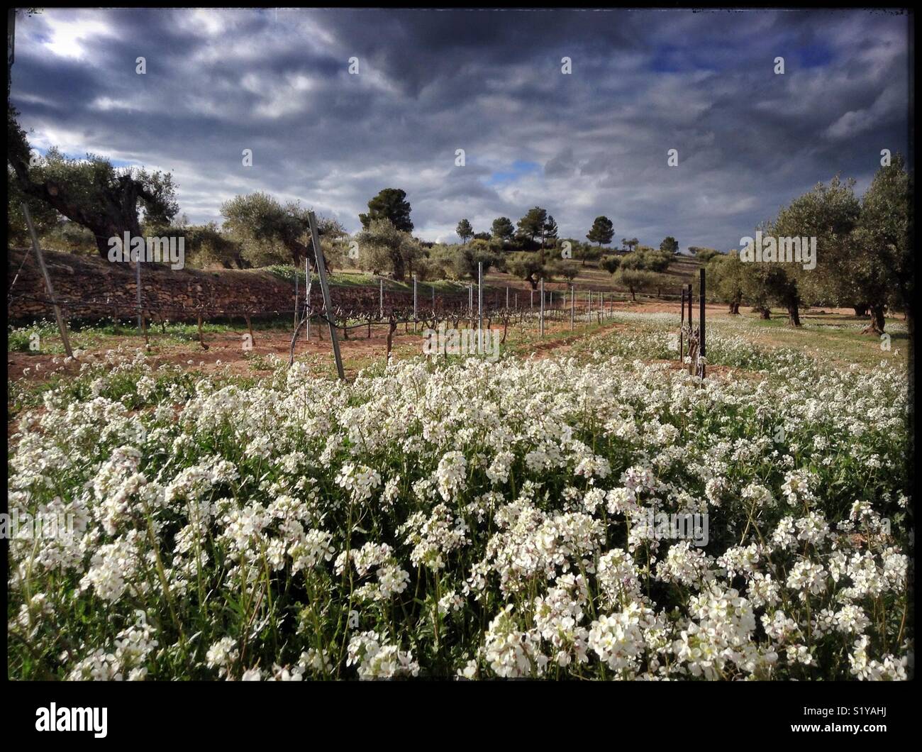 Weeds flowering in the vineyard, Catalonia, Spain Stock Photo - Alamy