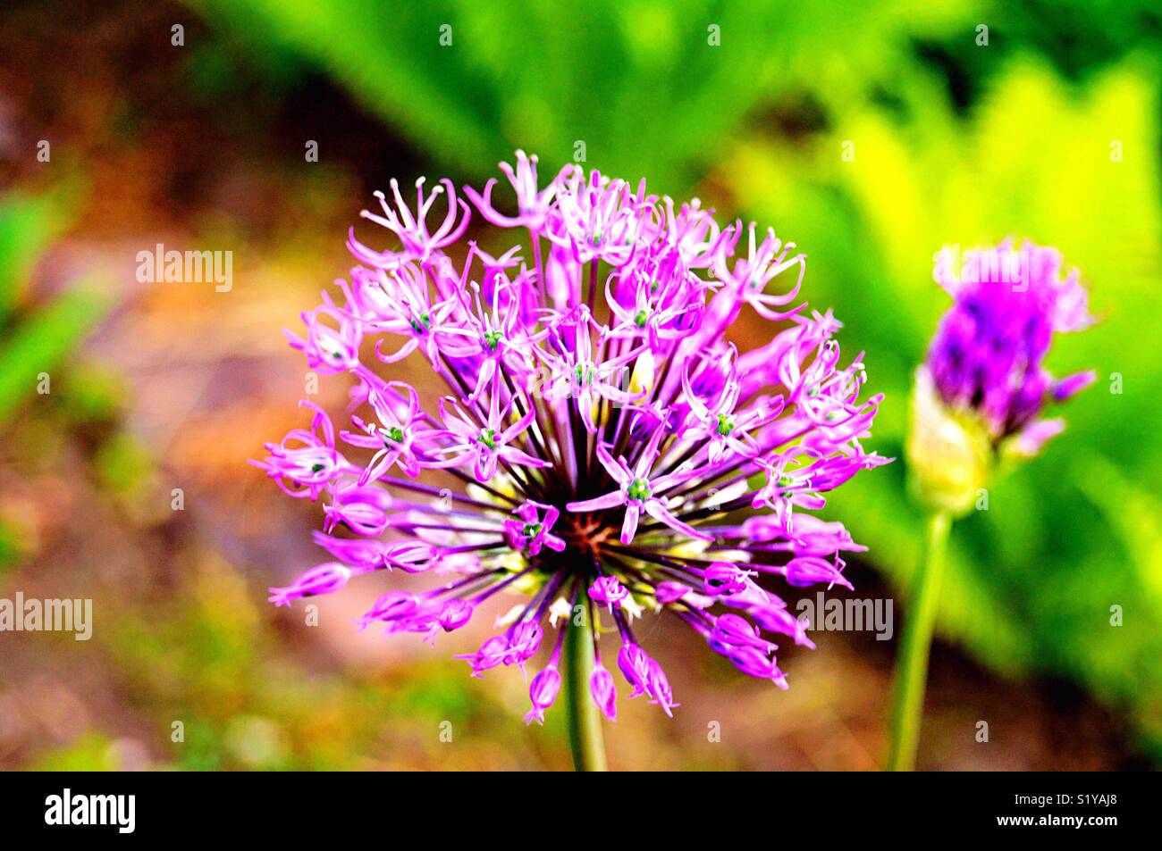 bright spring flower Stock Photo - Alamy