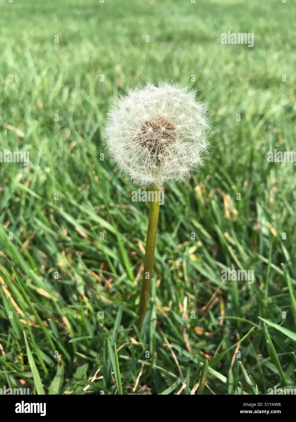 Single dandelion nestled in the grass Stock Photo - Alamy