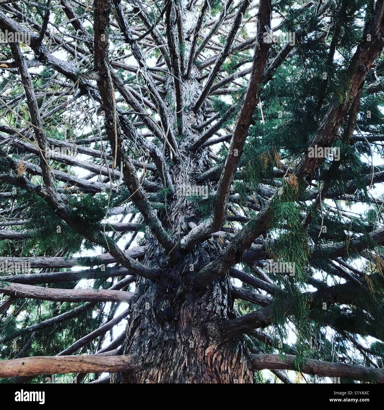 Glorious moss hi-res stock photography and images - Alamy