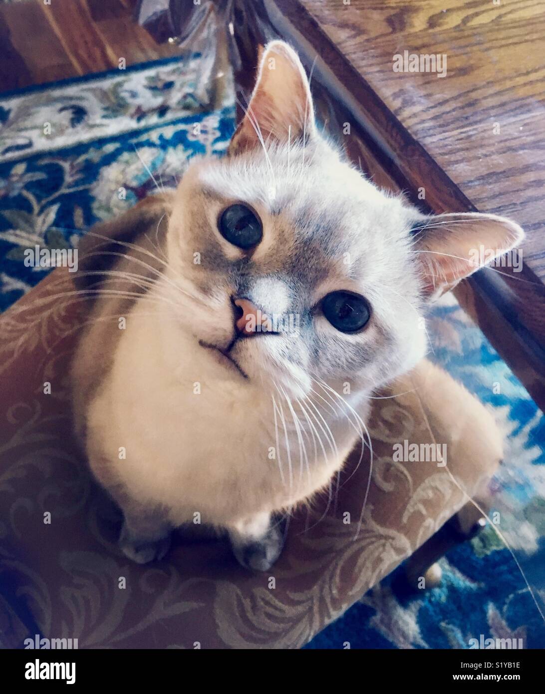 Lynx point siamese hi-res stock photography and images - Alamy