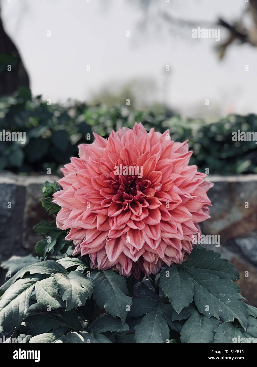 Beautiful Dahlia flower,New Delhi, India Stock Photo - Alamy