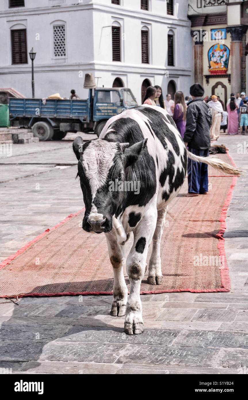 Sacred nepal hi-res stock photography and images - Alamy