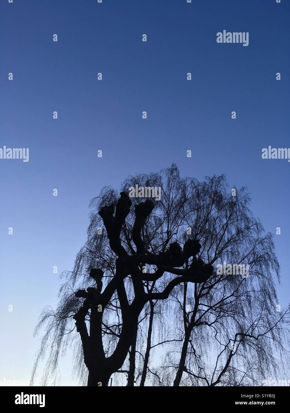 Tree trees branch hi-res stock photography and images - Alamy