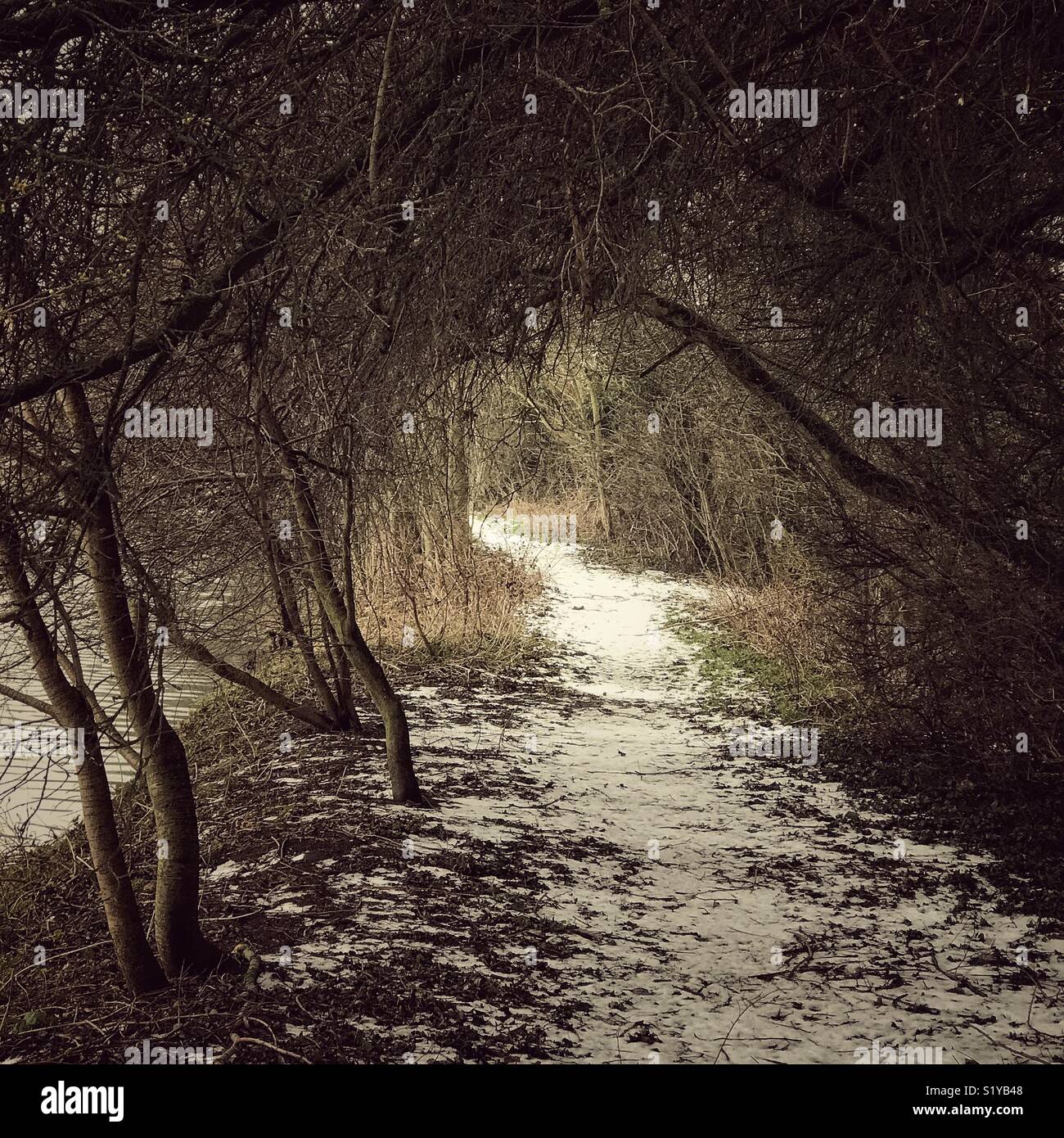 Arched trees hi-res stock photography and images - Alamy