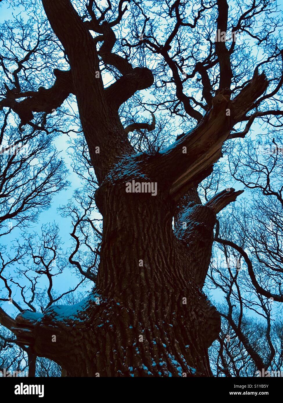 Snow day tree Stock Photo - Alamy