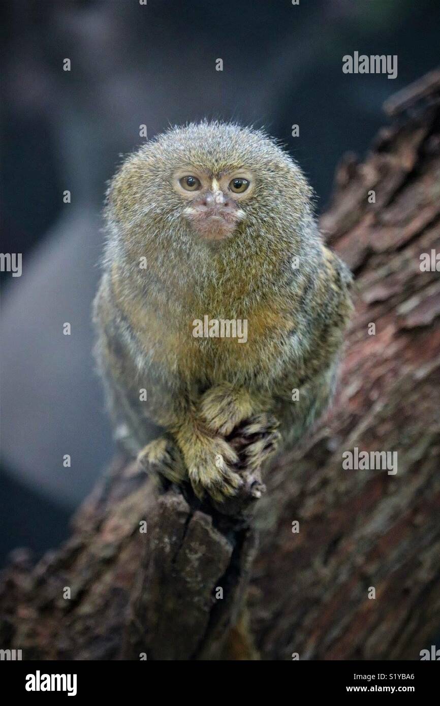 Pigmy monkey hi-res stock photography and images - Alamy