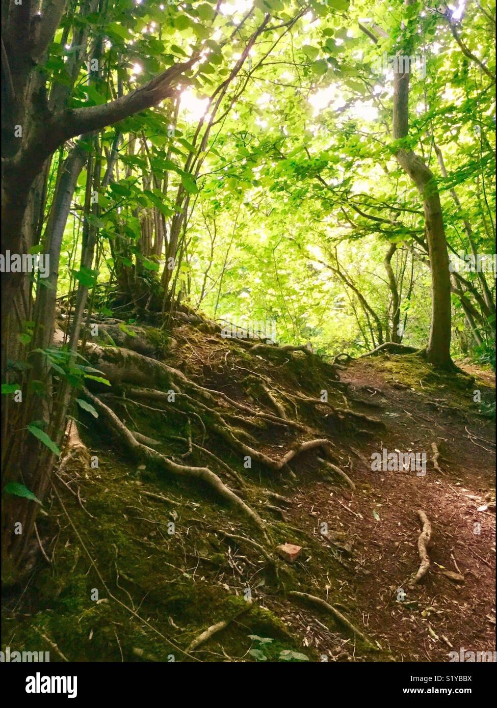 Roots on the Woodland Path Stock Photo - Alamy