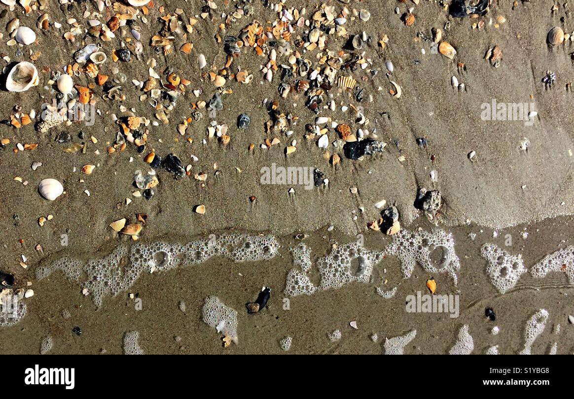 Shells collect in the surf along Holden Beach in North Carolina Stock ...
