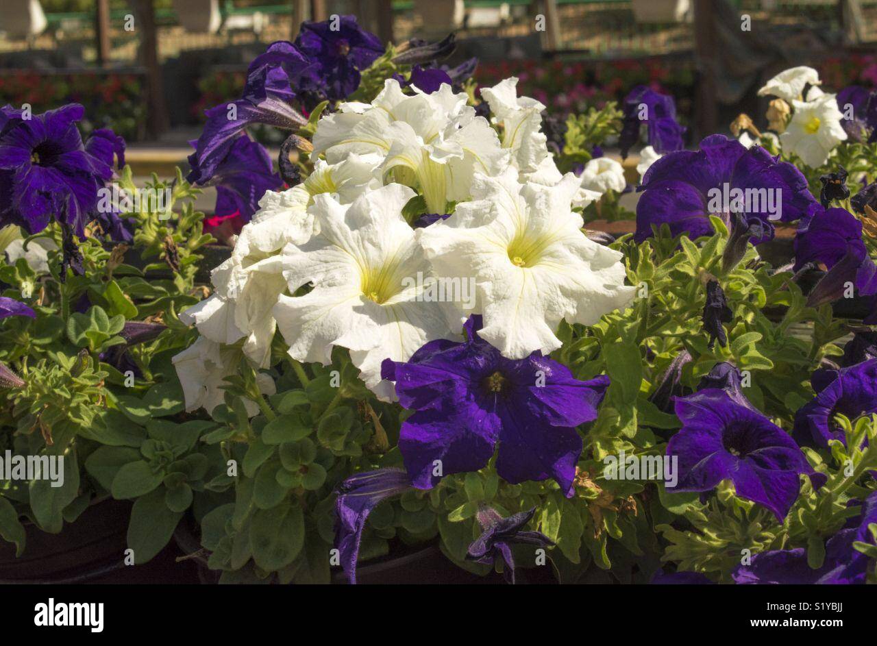 Perpel hi-res stock photography and images - Alamy