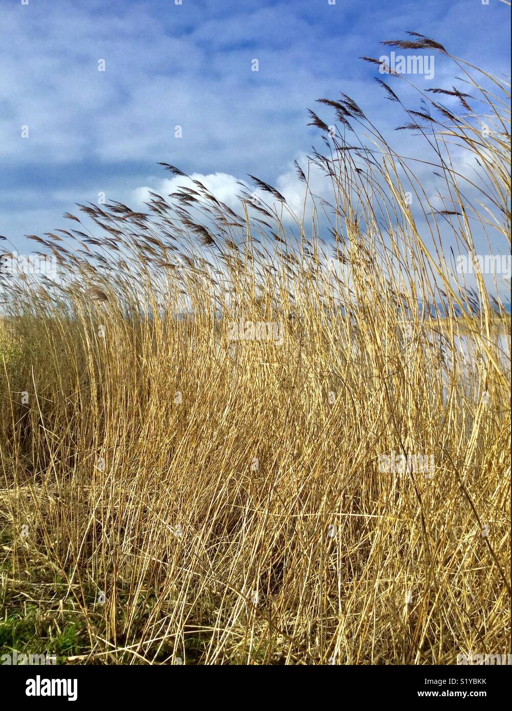 Waterside grass hi-res stock photography and images - Alamy