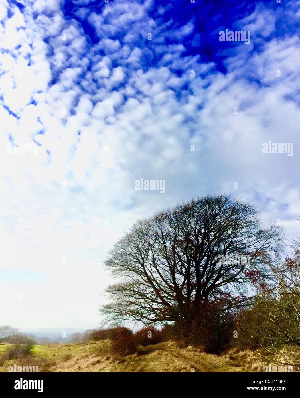 Ancient tree hi-res stock photography and images - Alamy