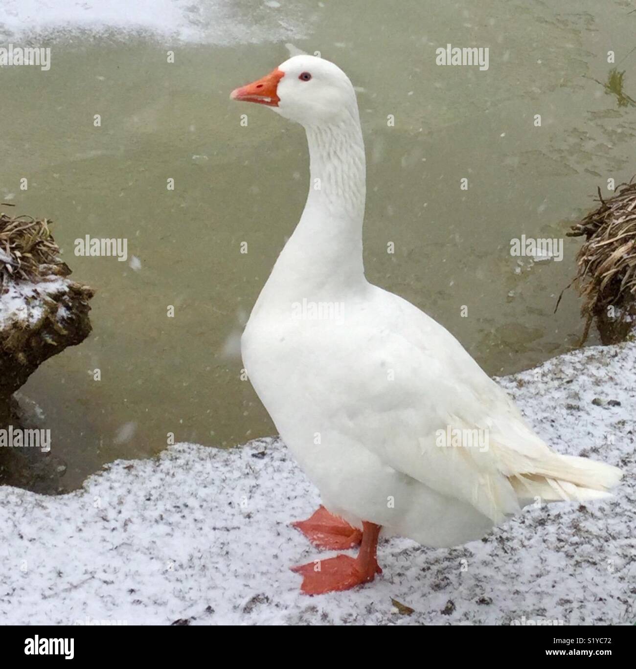 Frozen goose hi-res stock photography and images - Alamy