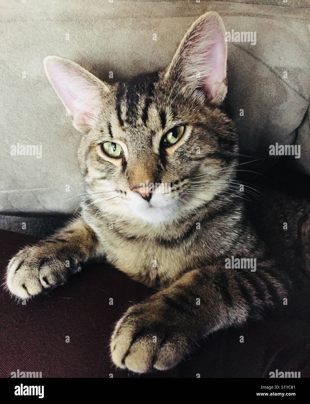 Happy cats hi-res stock photography and images - Alamy