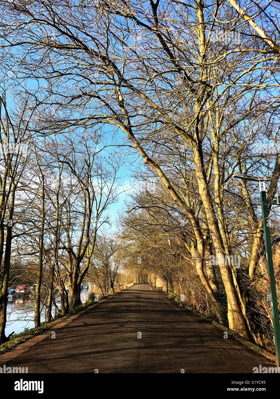 Tree lined path Stock Photo - Alamy