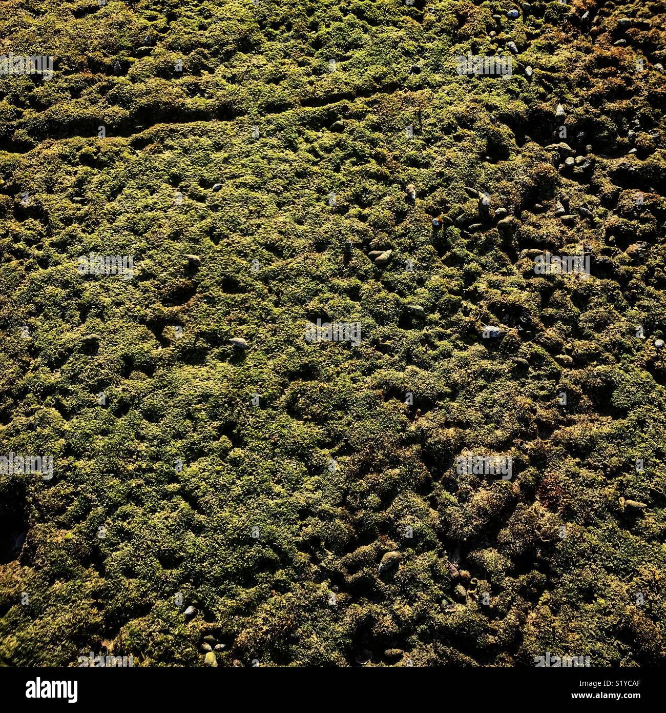 Seabed Texture High Resolution Stock Photography and Images - Alamy