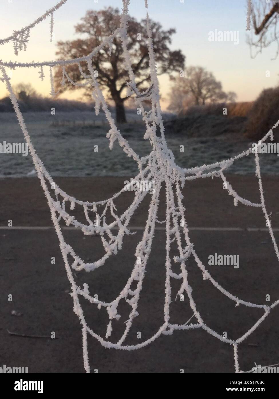 Frosted cobweb hi-res stock photography and images - Alamy